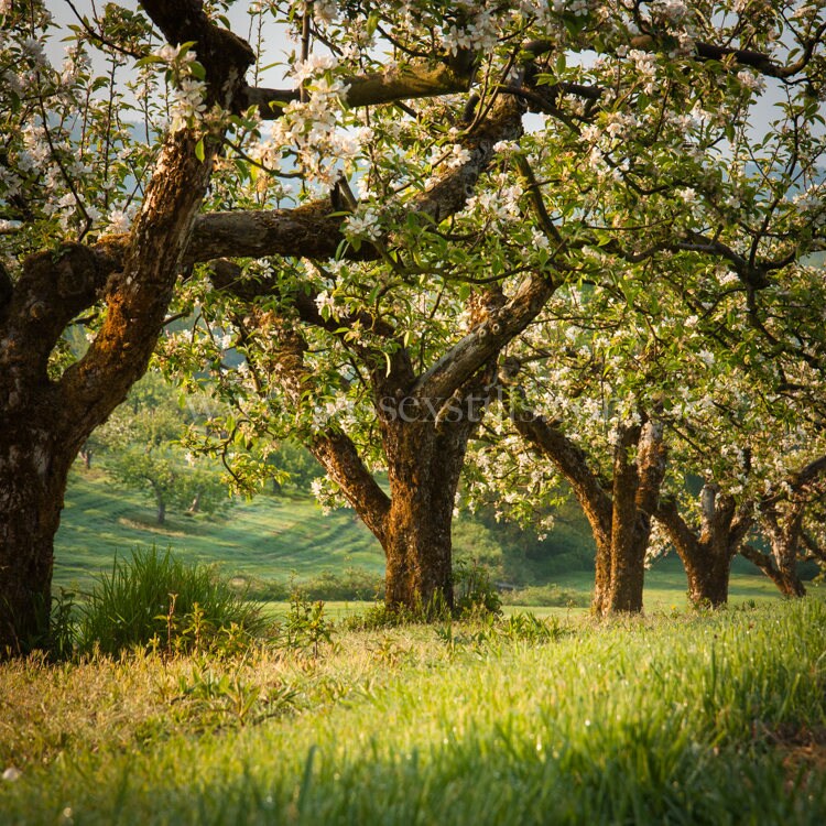 Orchard Fine-art Photographic Card - Orchard Greeting Card - Orchard ...