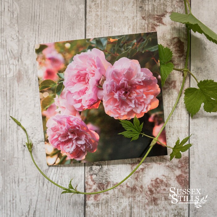 Rose Fine-art Photographic Card Pink Roses Photography Rosa Cecile ...