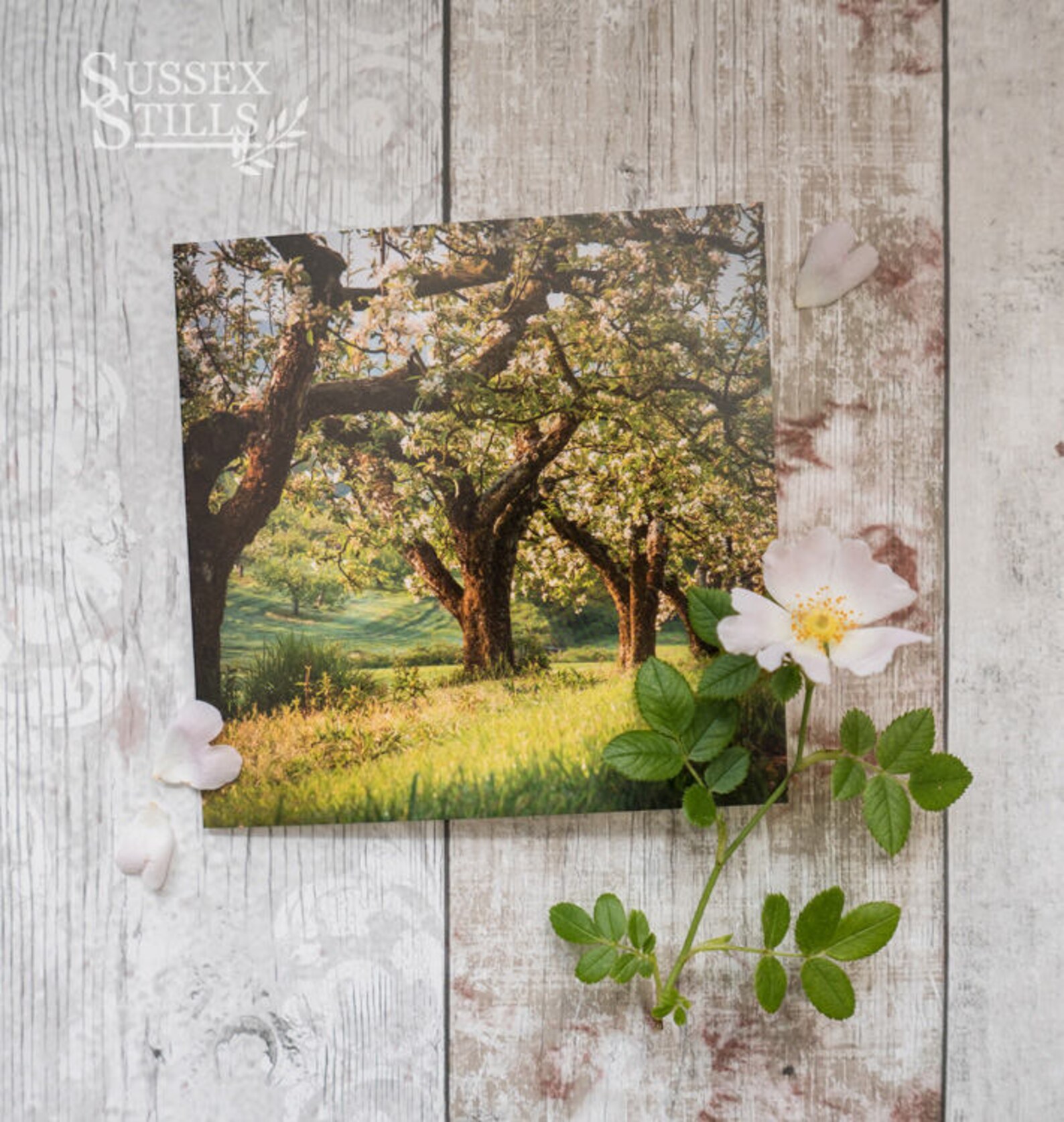 Orchard Fine-art Photographic Card - Orchard Greeting Card - Orchard ...