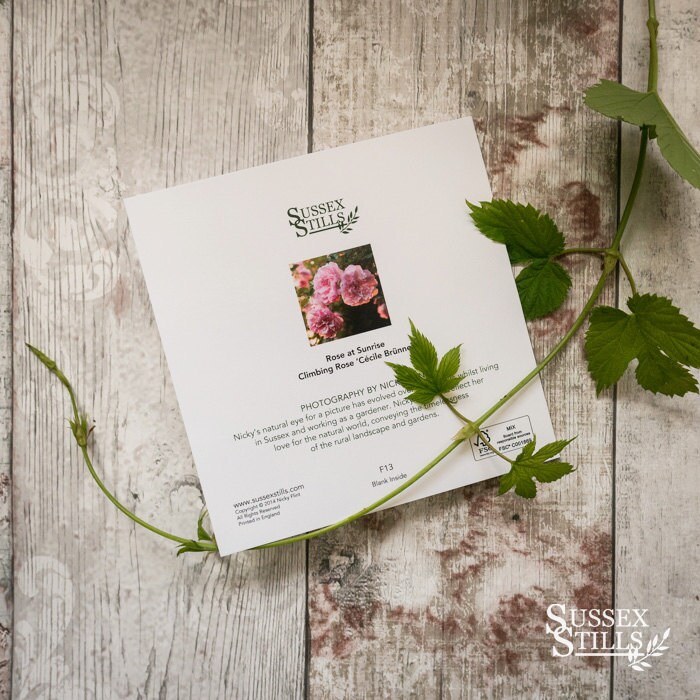 Rose Fine-art Photographic Card Pink Roses Photography Rosa Cecile ...