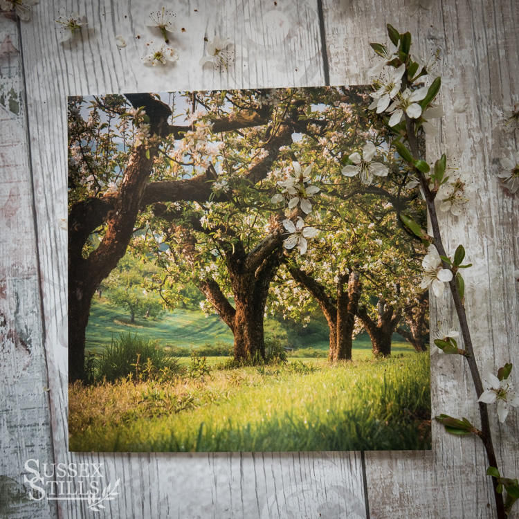 Orchard Fine-art Photographic Card - Orchard Greeting Card - Orchard ...