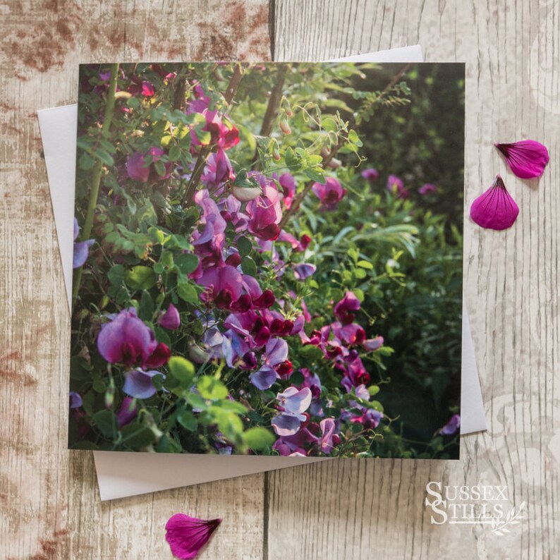 Sweet Pea Fine-art Photographic Greetings Card Flower Card - Etsy