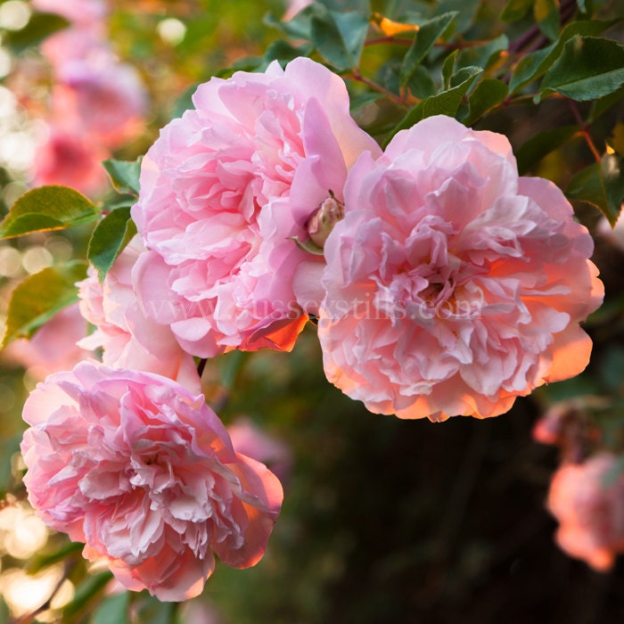 Rose Fine-art Photographic Card Pink Roses Photography Rosa Cecile ...