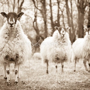 Sheep Fine Art Photographic Card in Sepia Winter Sheep Photo - Etsy