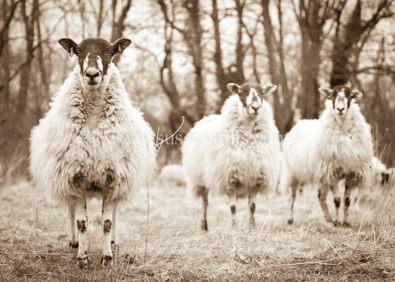 Sheep Fine Art Photographic Card in Sepia Winter Sheep Photo - Etsy