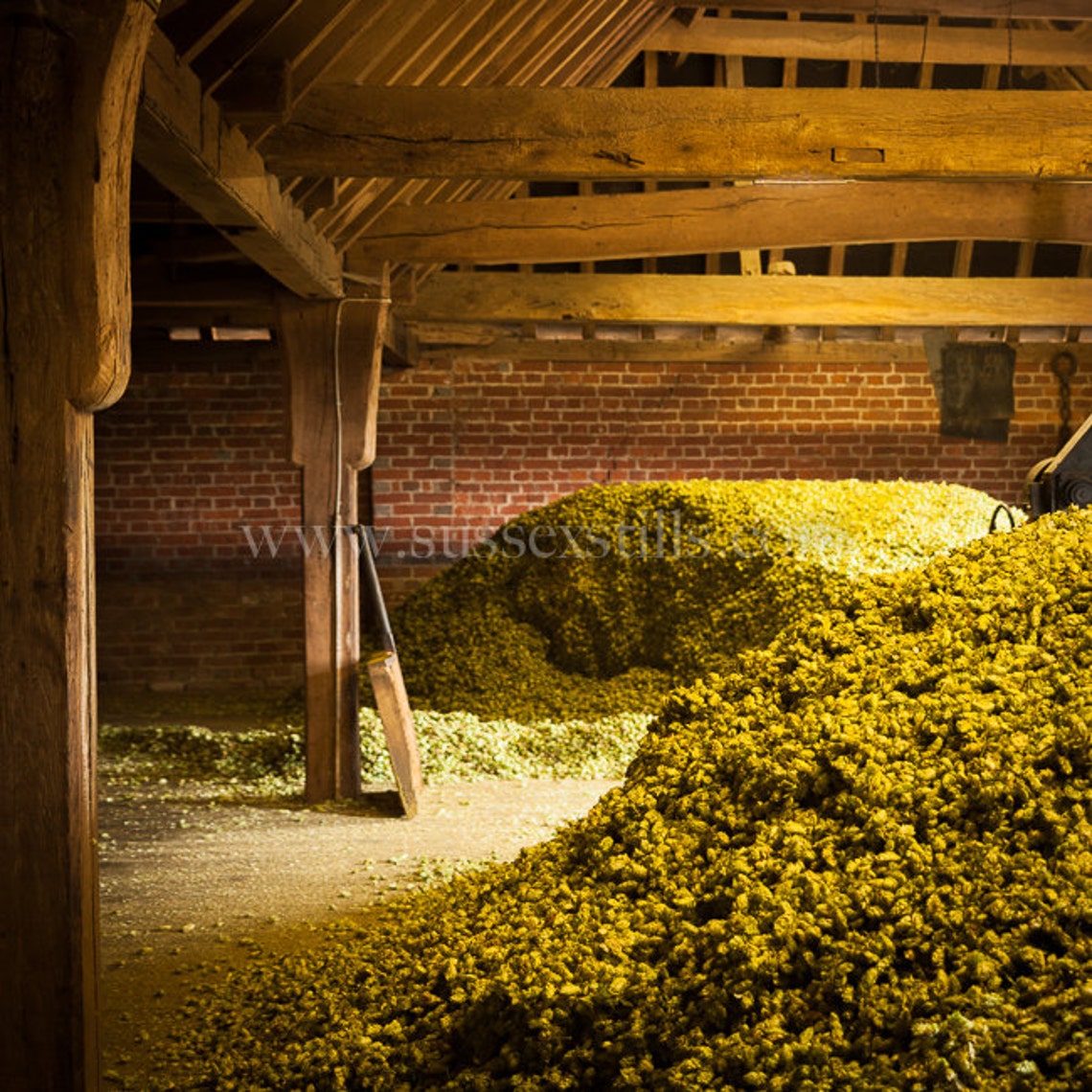 Hops Fine-art Photographic Greeting Card Beer Photo Card Father's Day ...