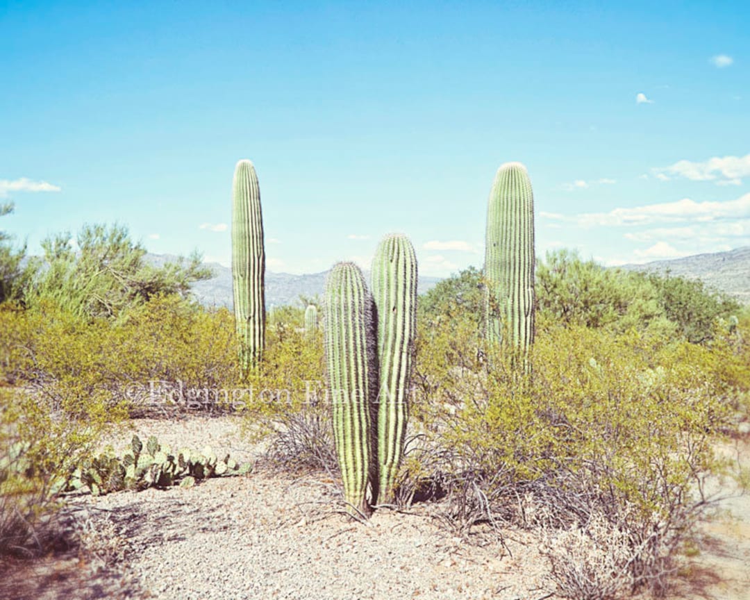 Southwestern Decor Cactus Wall Art Desert Photography Cactus Picture ...