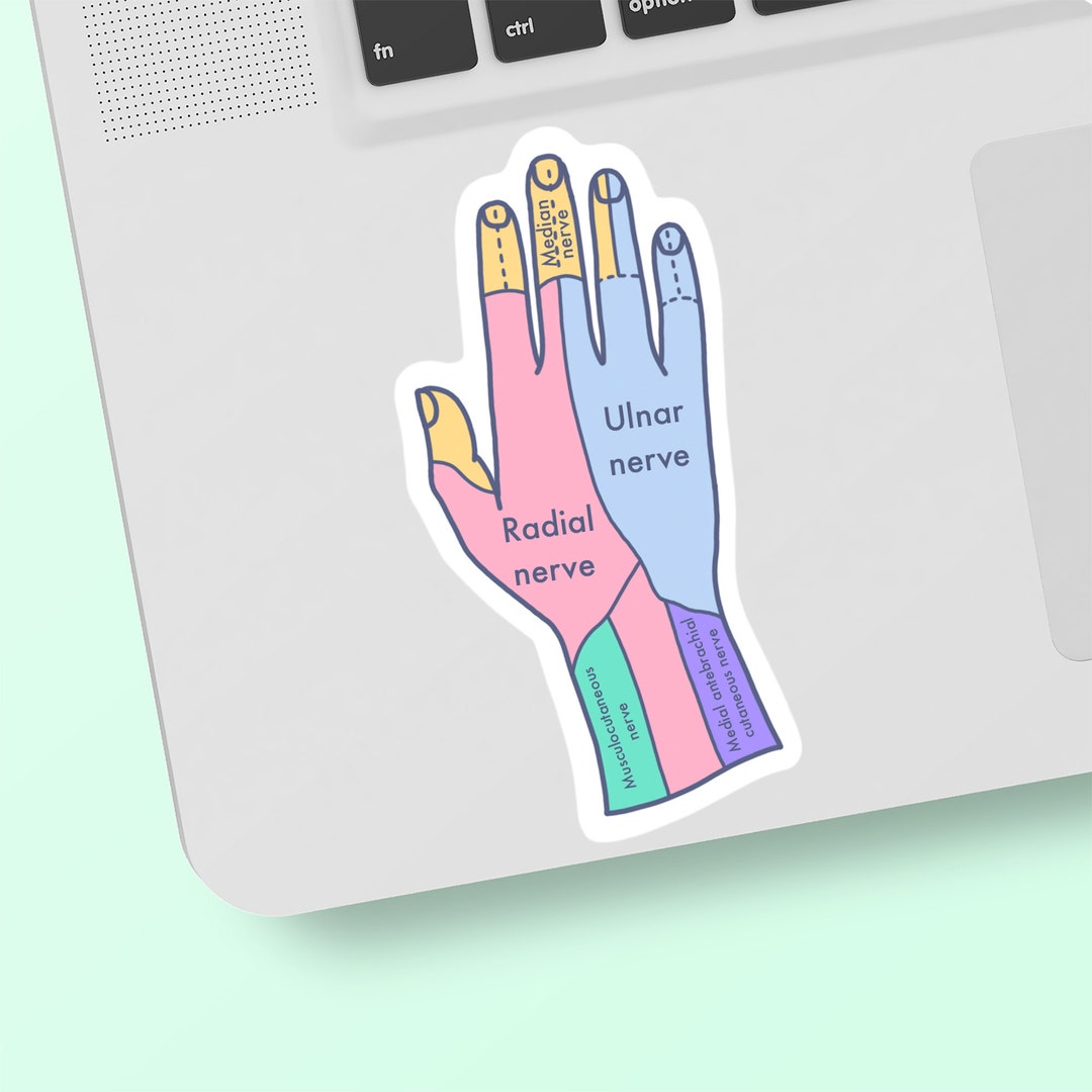 3.5 Cutaneous Nerves of Wrist & Hand Vinyl Sticker Occupational Therapy ...