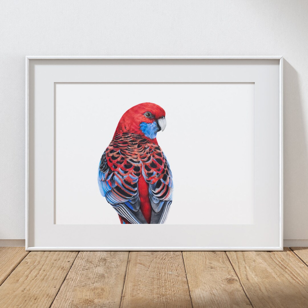 Crimson Rosella Print - Australian Parrot Print - Etsy