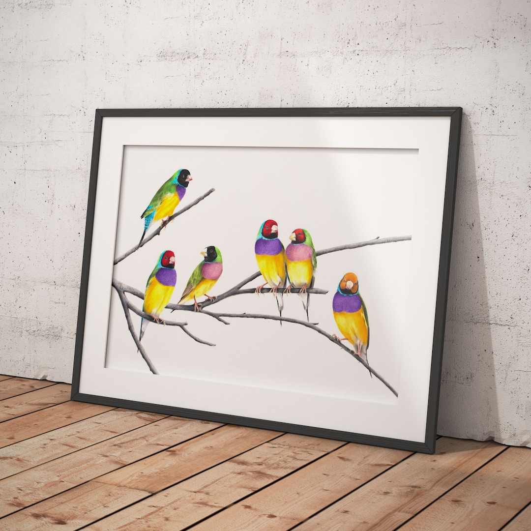 Gouldian Finch Print - Australian Bird Prints - Gouldian Finches - Etsy