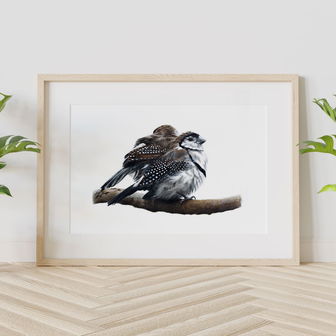 Australian Bird Art Print- Double-barred Finch Print - Etsy