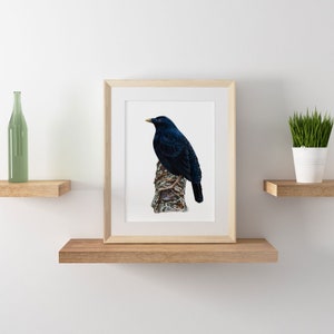 Satin Bowerbird Print - Australian Native Bird Art Print - Etsy
