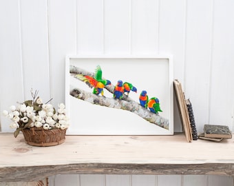 Australian Bird Art | Etsy