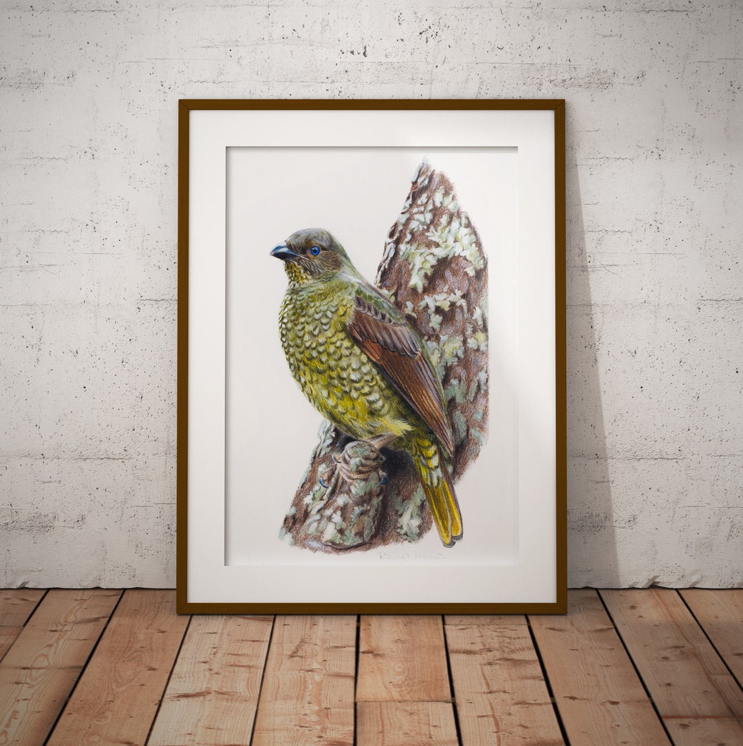 Bowerbird Print Satin Bowerbird Art Print Australian Bird - Etsy