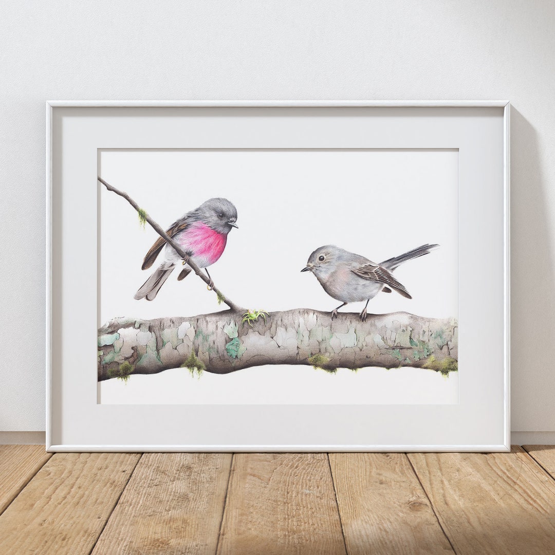 Rose Robin Print Australian Birds Australian Wildlife Print - Etsy