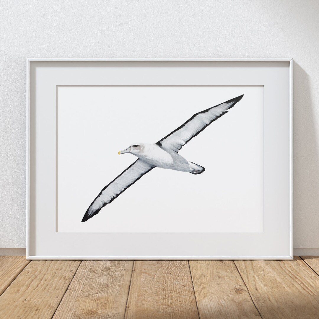 Albatross Giclée Print: Fine Art Bird Wall Decor - Etsy