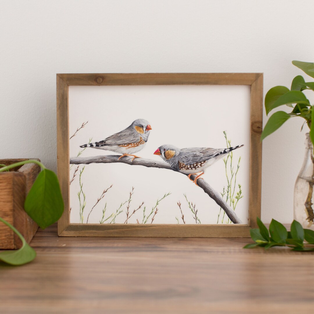 Zebra Finch Print- Australian Native Bird Art - Etsy
