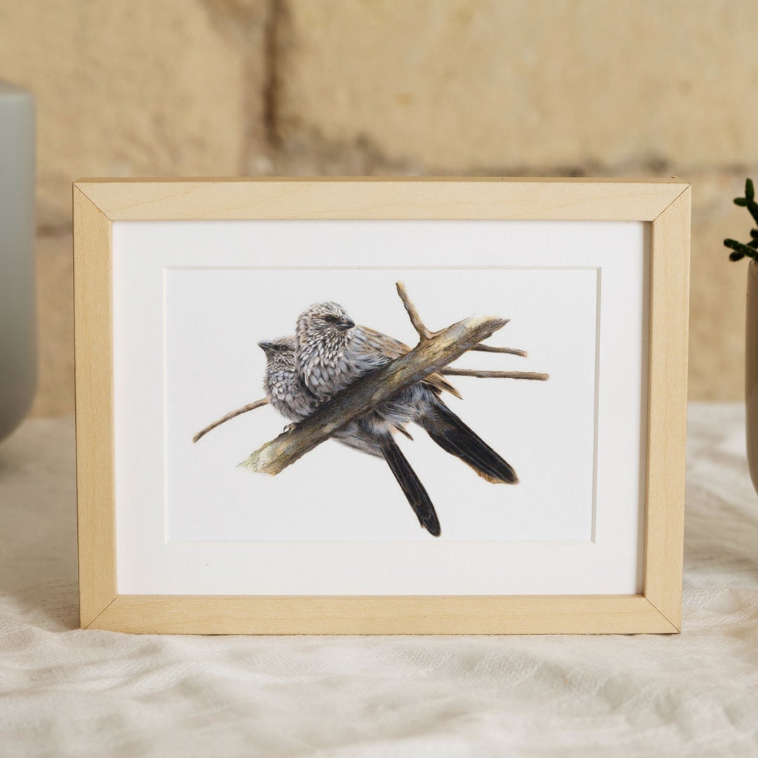Apostlebird Print - Australian, Native, Bird, Wall Art, Print - Etsy