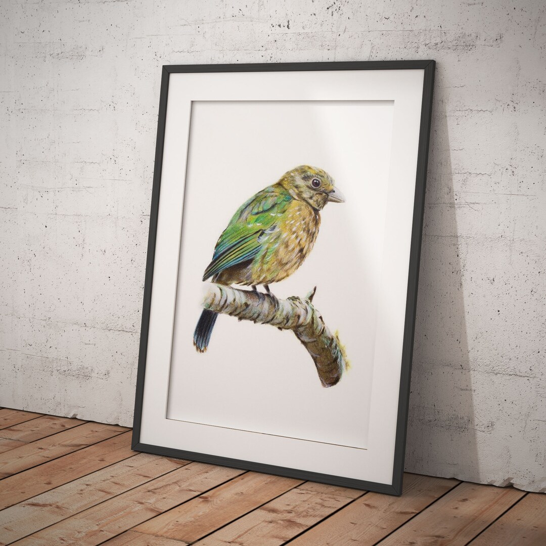 Green Catbird Print - Australian Birds Wall Art - Etsy