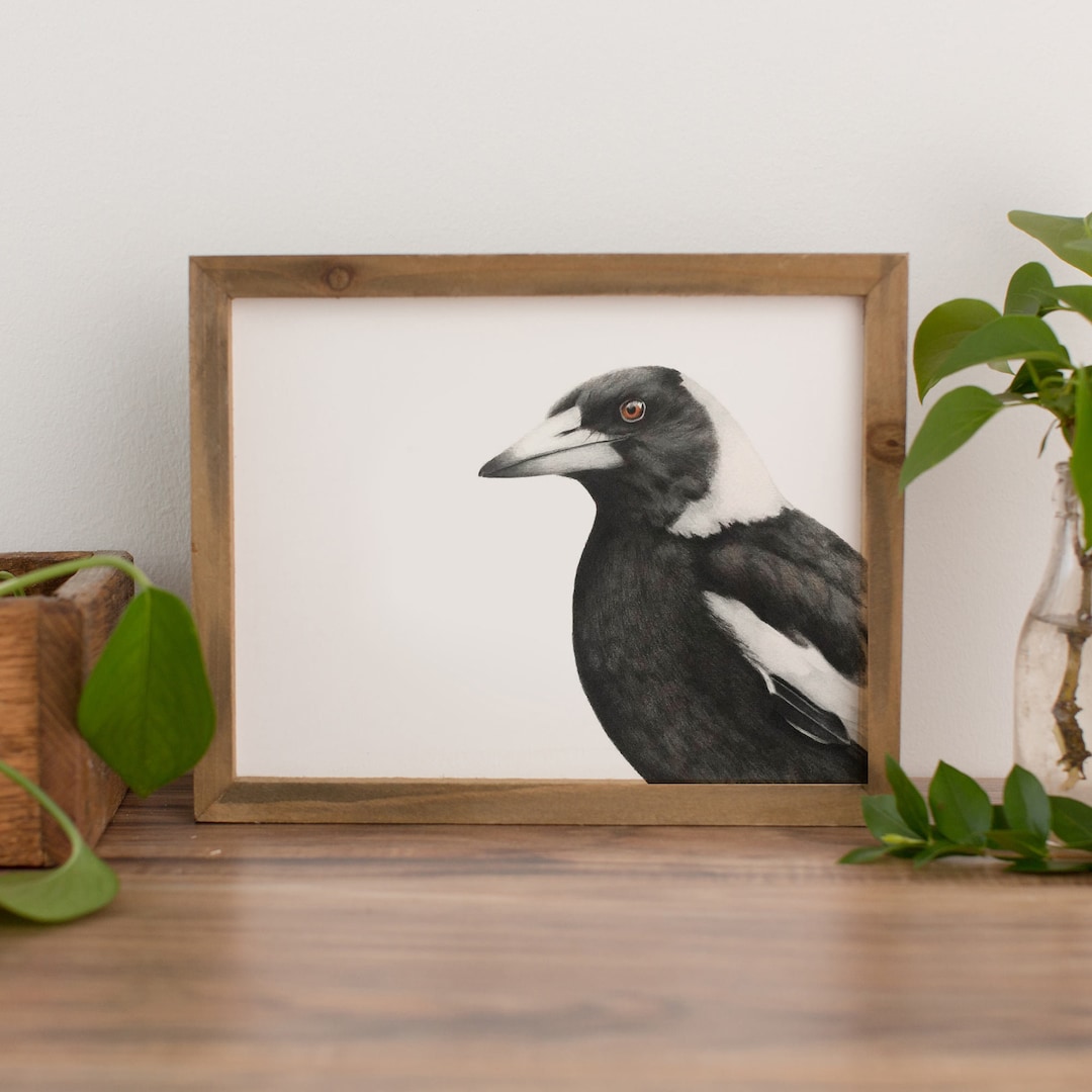 Australian Magpie Art Print Magpie Art Print Australian Bird Art Print ...