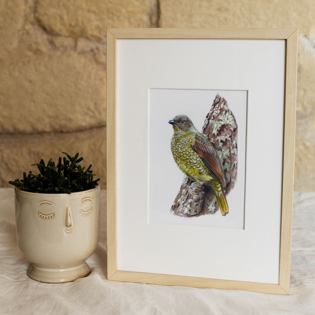 Bowerbird Print - Satin Bowerbird Art Print - Australian Bird Gift - Etsy