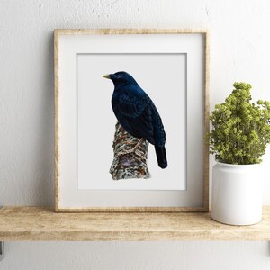 Satin Bowerbird Print - Australian Native Bird Art Print - Etsy