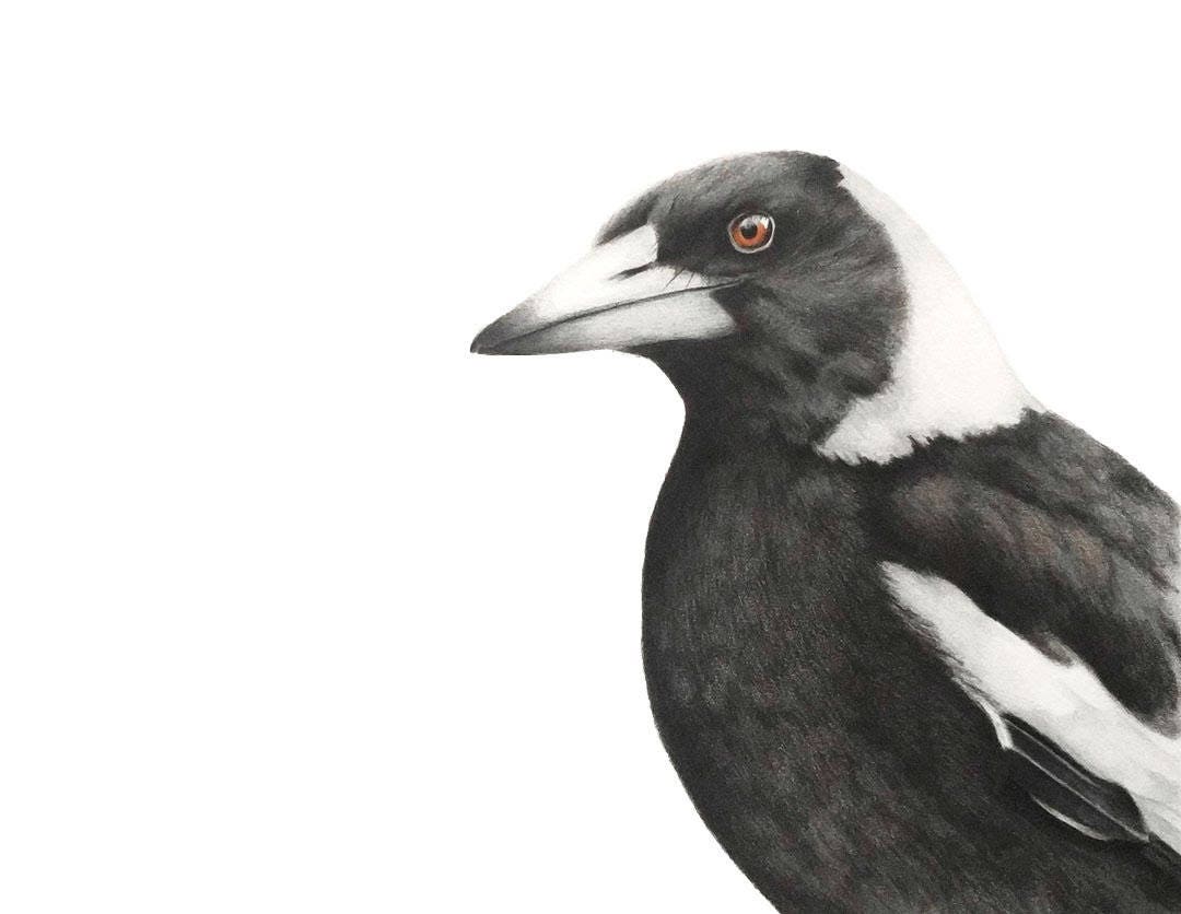 Australian Magpie Art Print 5x7 Magpie Art Print - Etsy Australia Australian Magpie Art Print 5x7 Magpie Art Print - Etsy Australia