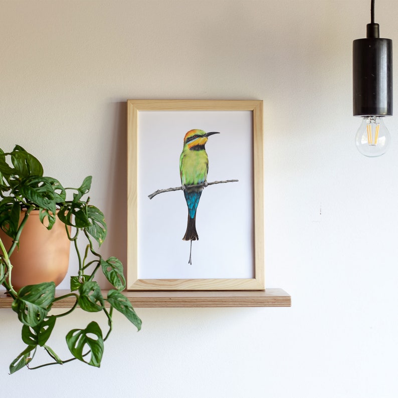 Rainbow Bee-eater Art Print: Australian Bird Wall Decor - Etsy Australia