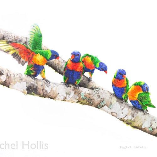 Rainbow Lorikeet Australian Bird Bird Print Kids Wall Art - Etsy Australia