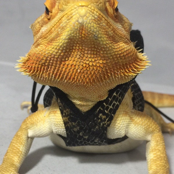 Bearded Dragon - Etsy