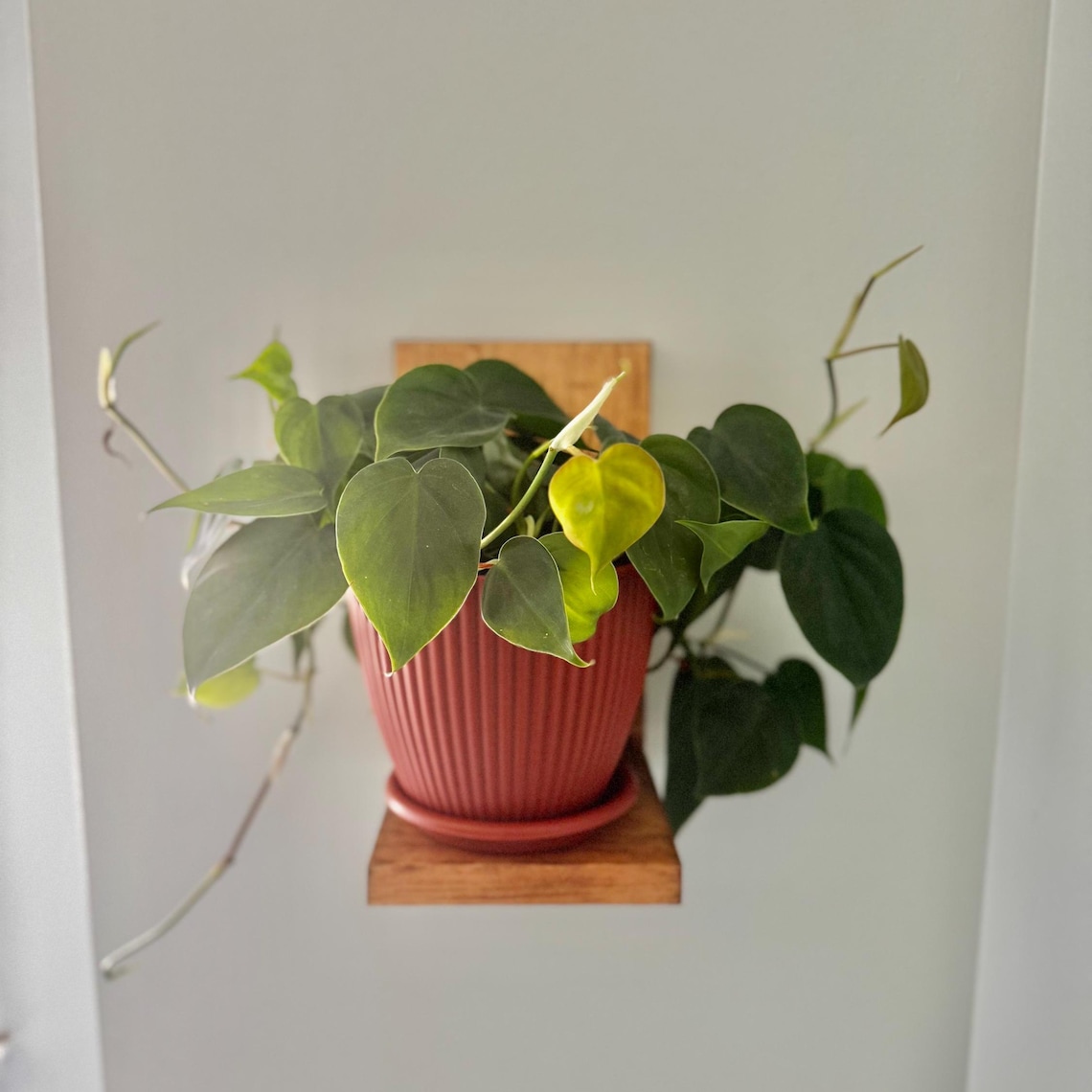 Wood Wall Sconce | the ROWAN | Plant Ledge Display Shelf Shelves ...