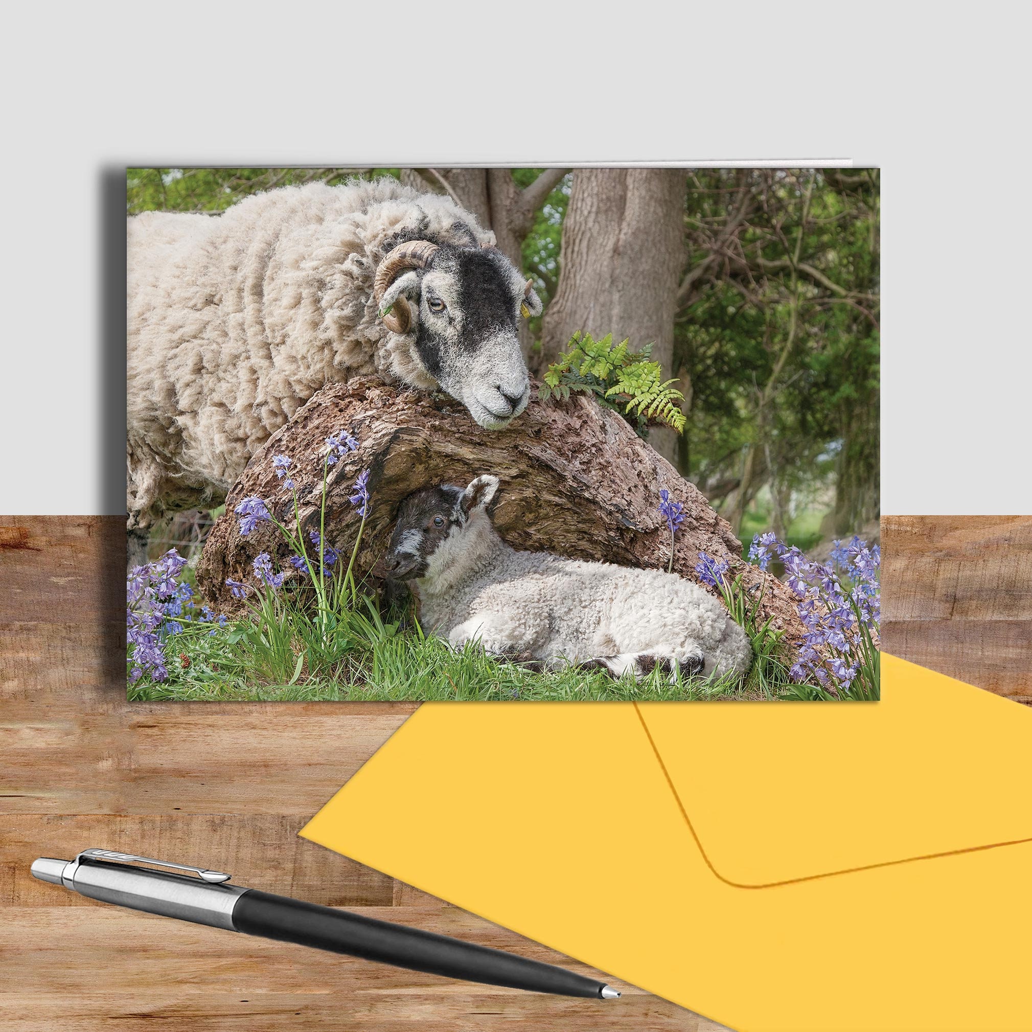 Sheep Greetings Card. Swaledale Sheep - Etsy