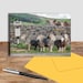 Donkey Card. Funny Donkey, Retired Donkeys, Coast 2 Coast, Greetings ...