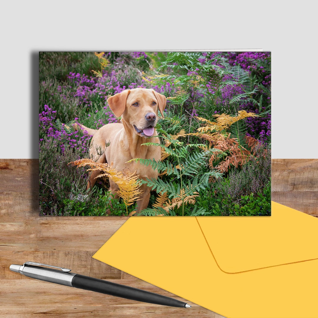 Fox Red labrador greetings card Gundog card - Etsy Österreich
