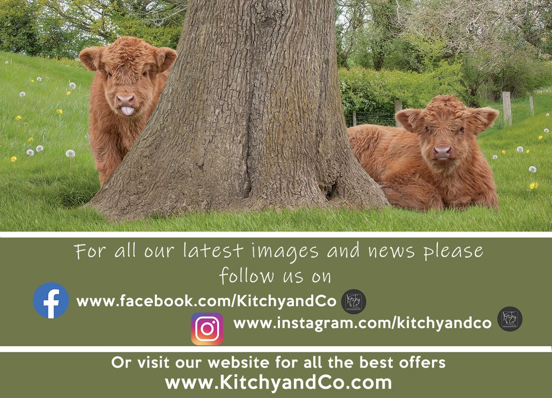 Donkey Card. Funny Donkey, Retired Donkeys, Coast 2 Coast, Greetings ...