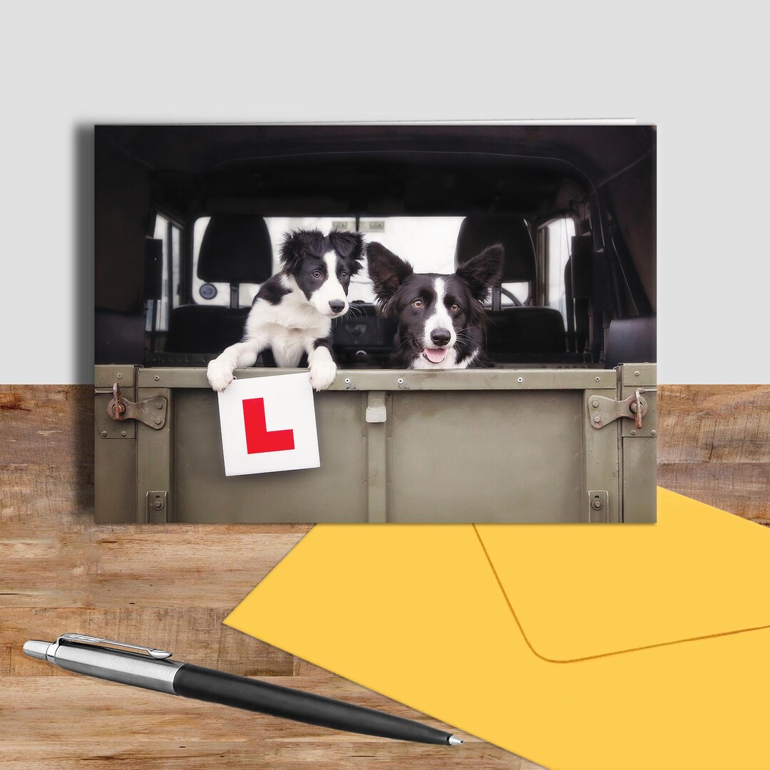 Learner Driver Card. New Driver Greetings Card Border Collie - Etsy UK