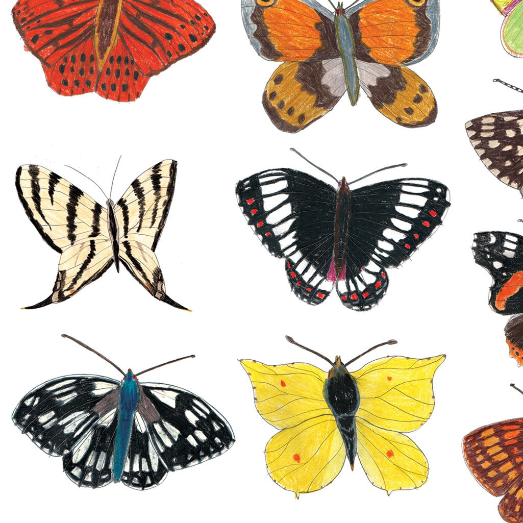 Butterfly Wall Art Butterflies Print Insect Art Beetle - Etsy UK