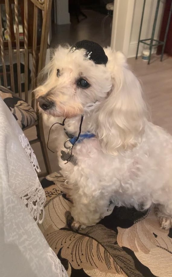 Yarmulke Dog