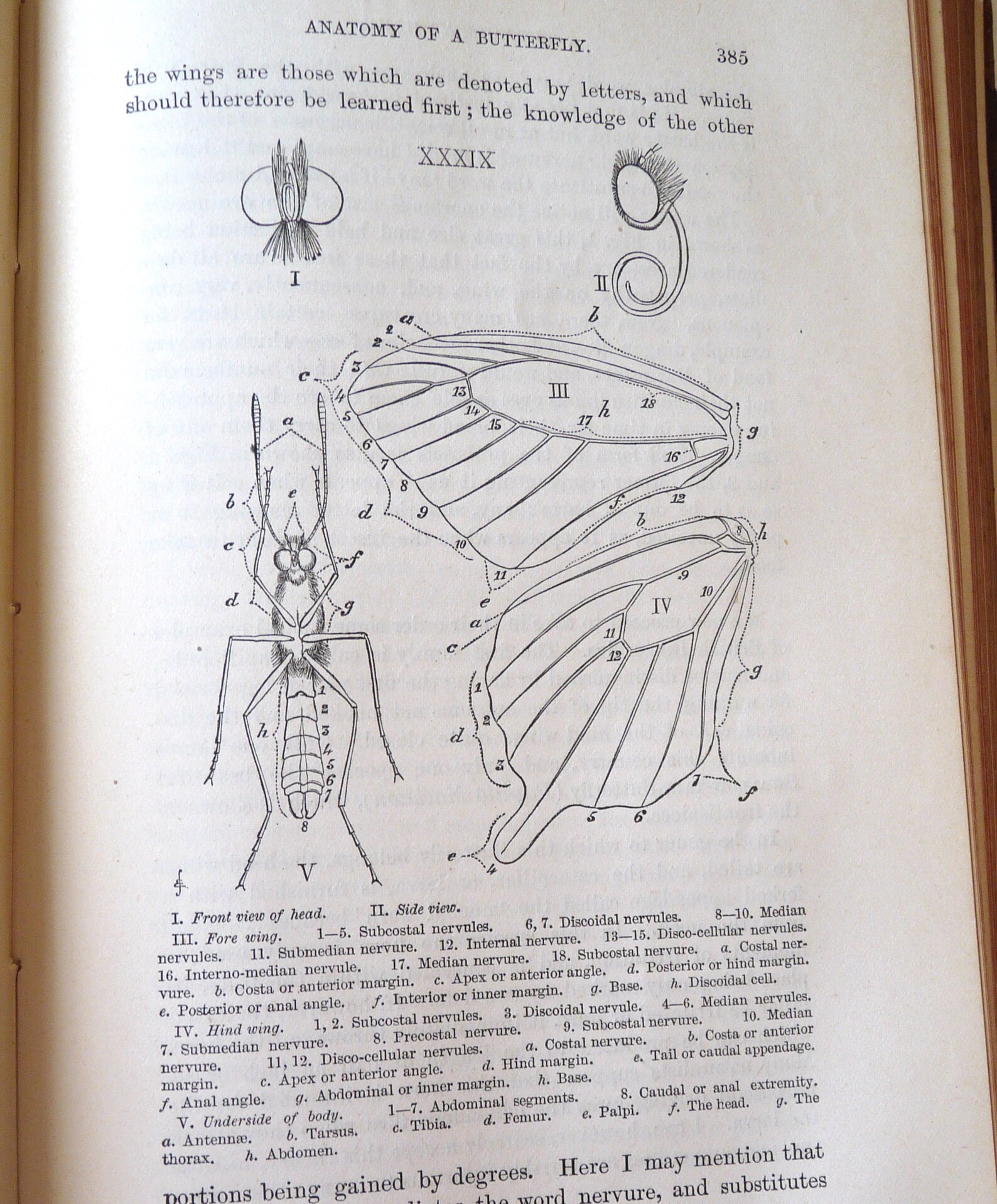 Insects at Home Wood Antique Book 1884 Pearson Woodcut - Etsy