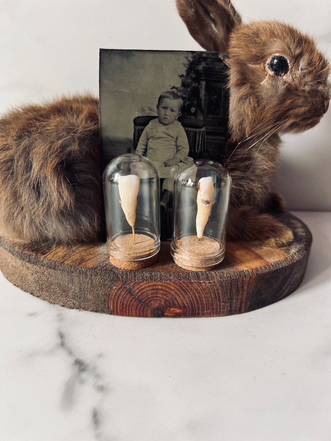 Real Human Tooth Display Glass Jar Display Witchy Goth Decor Dark ...