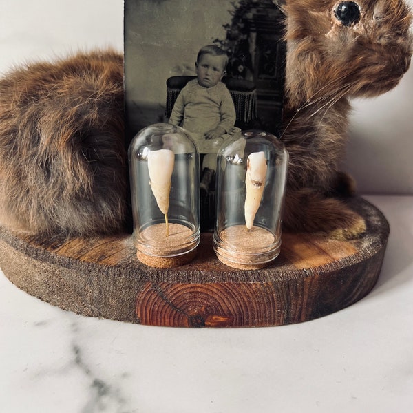 Tooth Decor - Etsy