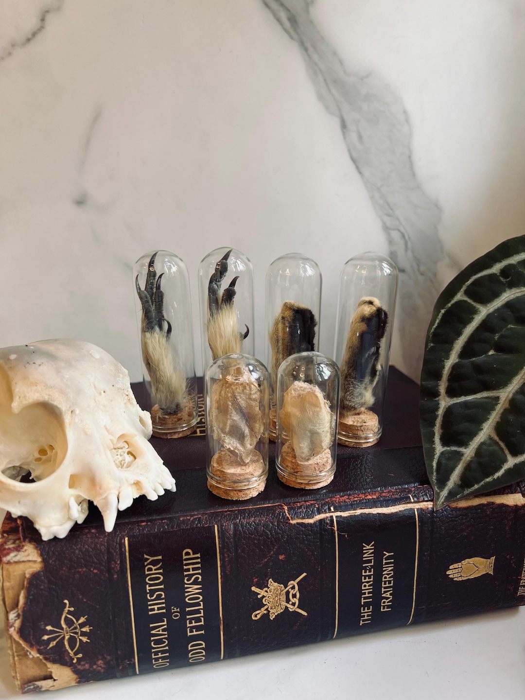 Real Animal Foot & Cocoon Display, Witchy Gothic Decor - Etsy