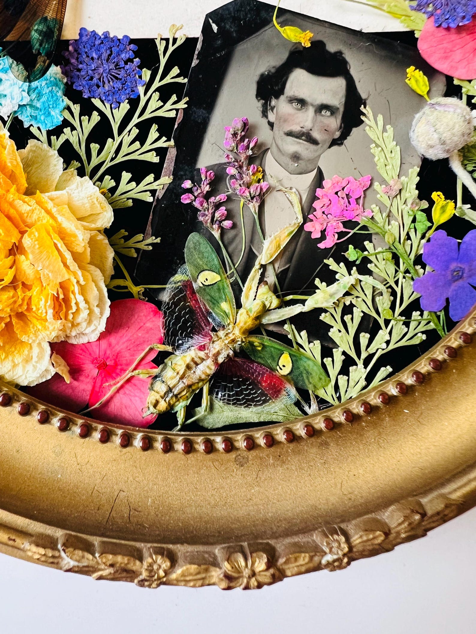 Real Insect Art; Real Dragonfly Mantis; Antique Bubble Convex Frame ...