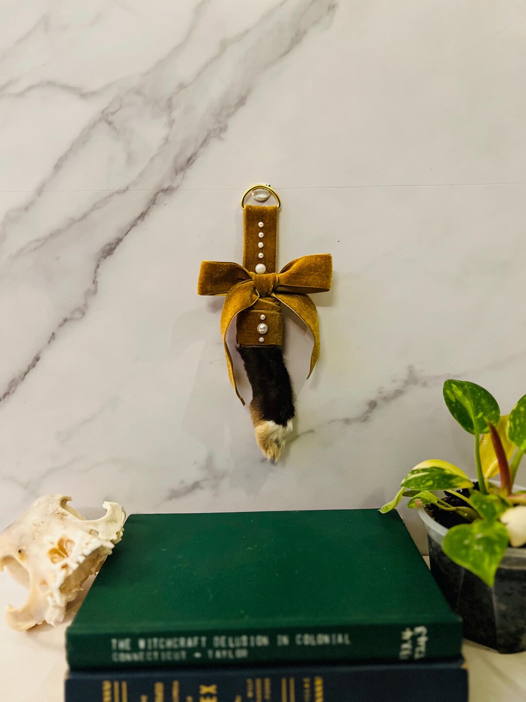 Real Rabbit Foot; Real Rabbit Foot Wall Display; Hanging Display; Real ...