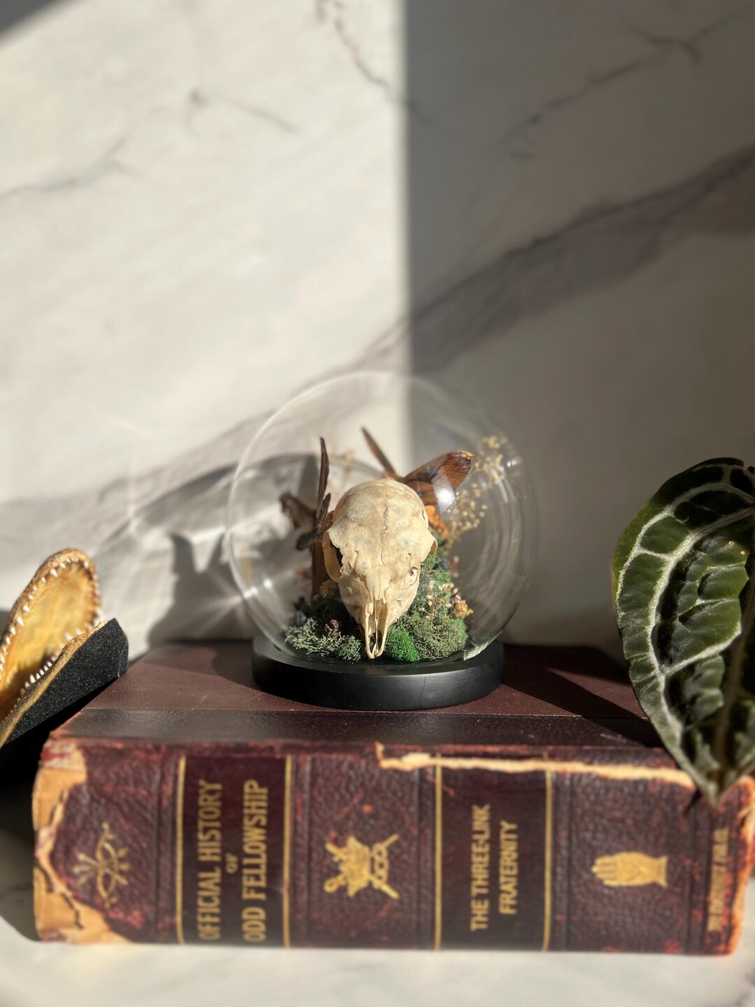 Fetal Goat Skull & Hawk Moth Cloche, Dark Academia Decor - Etsy