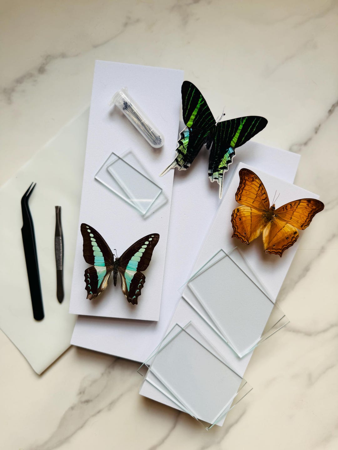 Insect Mounting / Pinning Kit; Comprehensive Digital Guide; Unspread ...