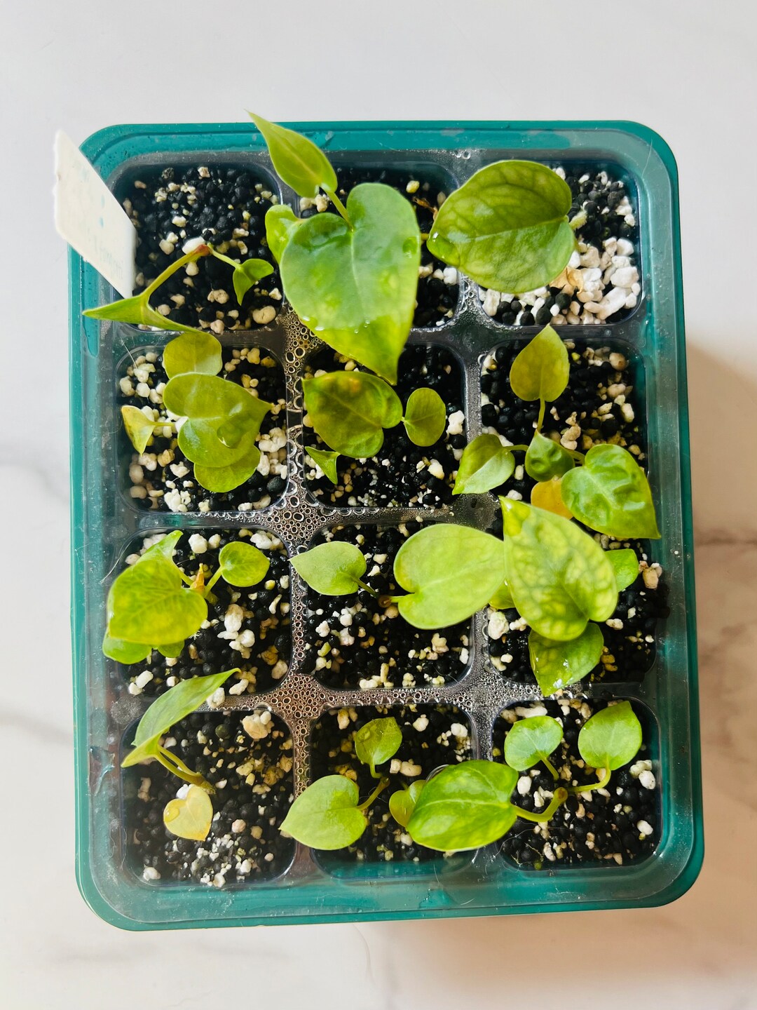 Anthurium Seedling Pack of Two 2 Anthurium Mag X verde X Forgetti ...