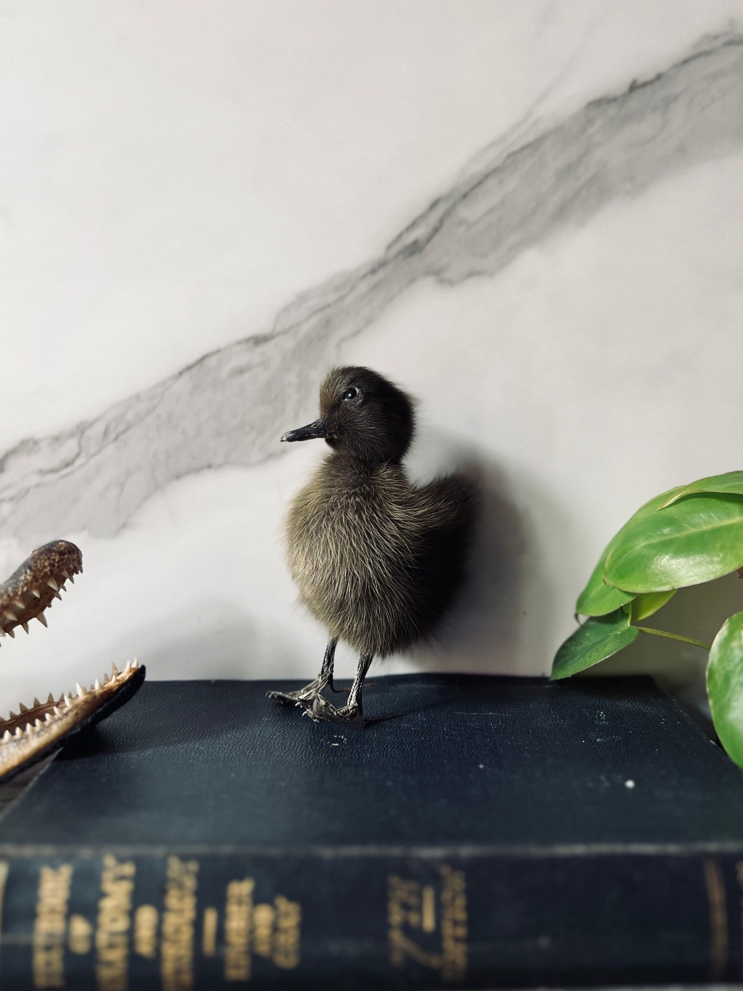 Real Taxidermy Duckling Real Duckling - Etsy