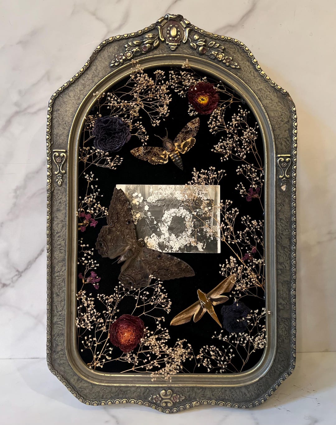 Real Insect Art; Real Black Witch Moth; Antique Ornate Frame; Convex ...