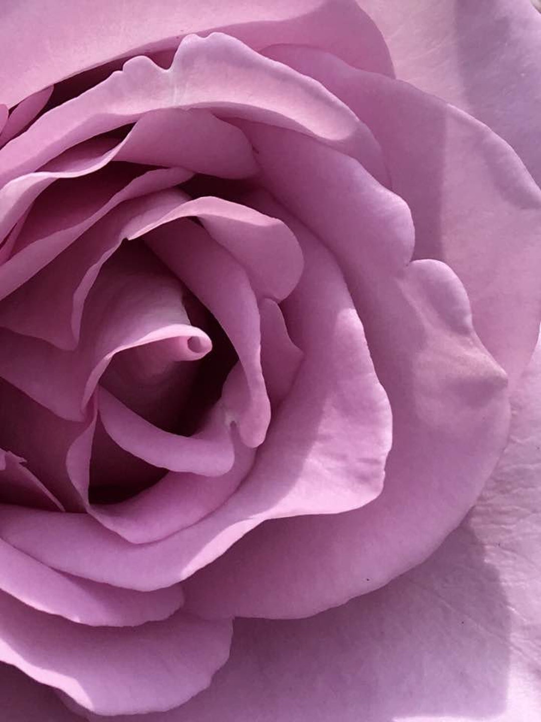 Purple Rose Photo Art, Prints or Cards - Etsy